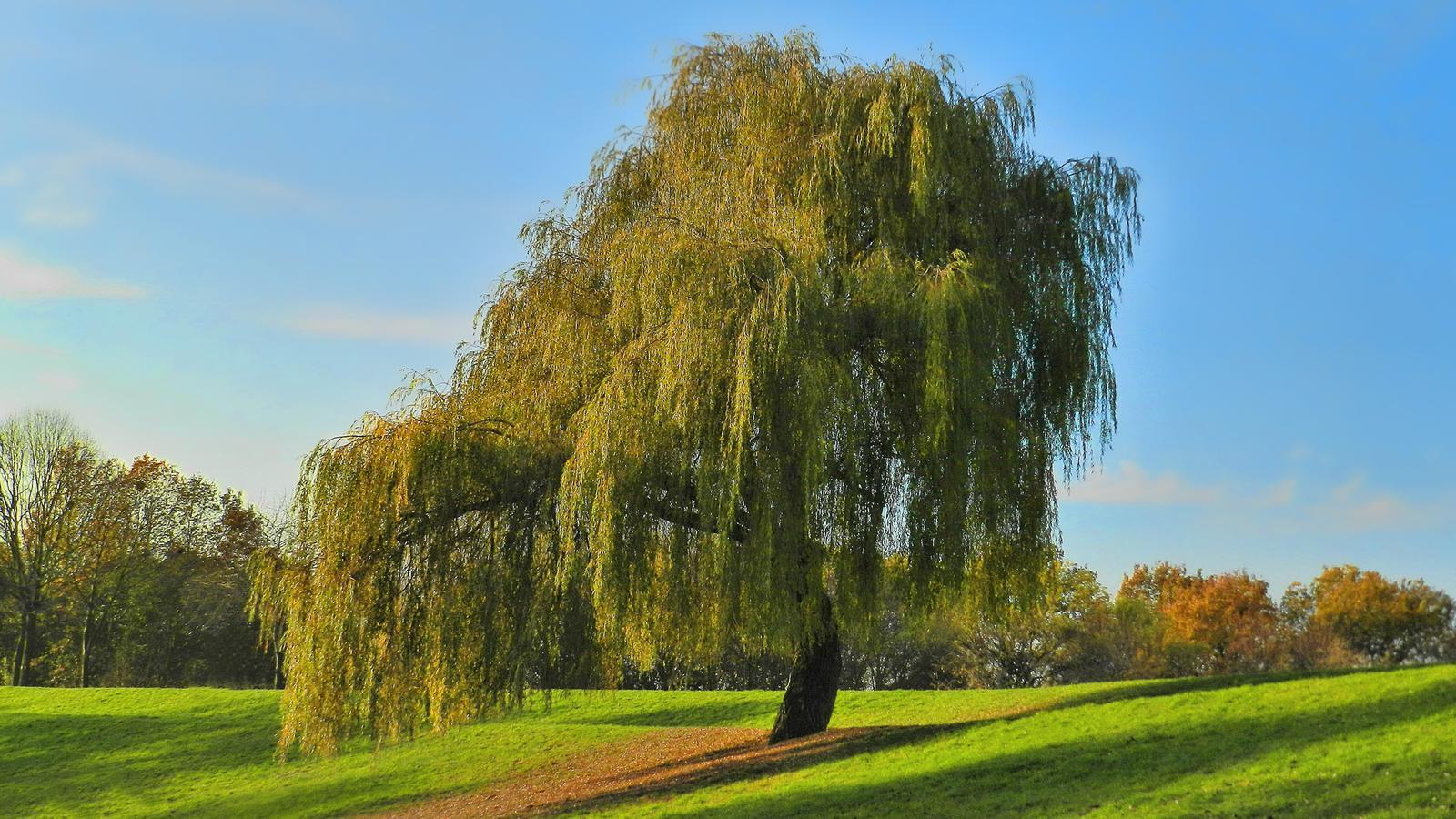 The willow : Tigtag