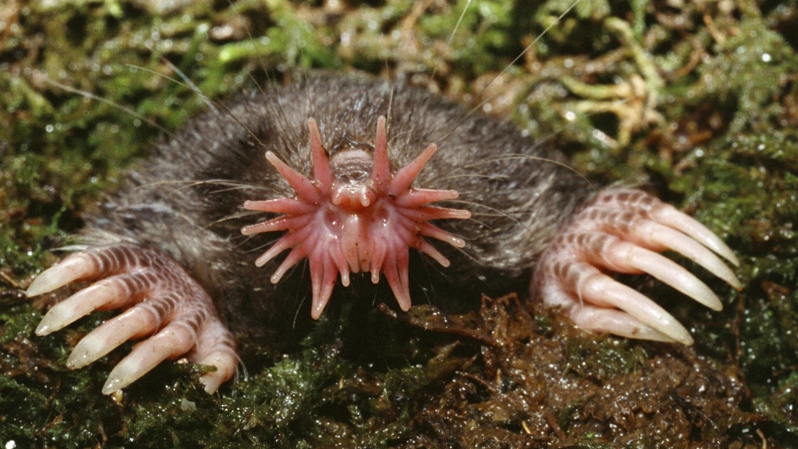 Star-nosed mole : Tigtag